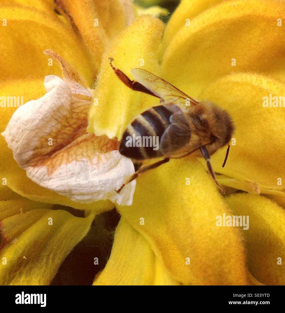 Buzzy bee hi-res stock photography and images - Alamy