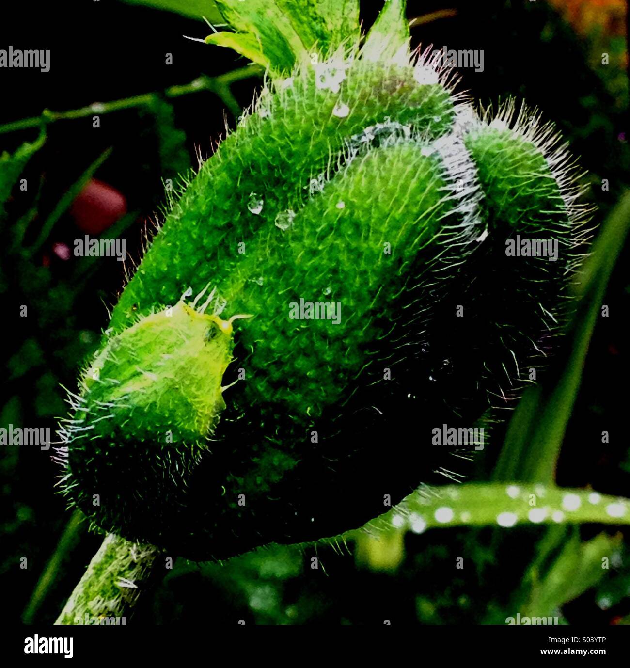 Poppy Head in Rain Stock Photo - Alamy