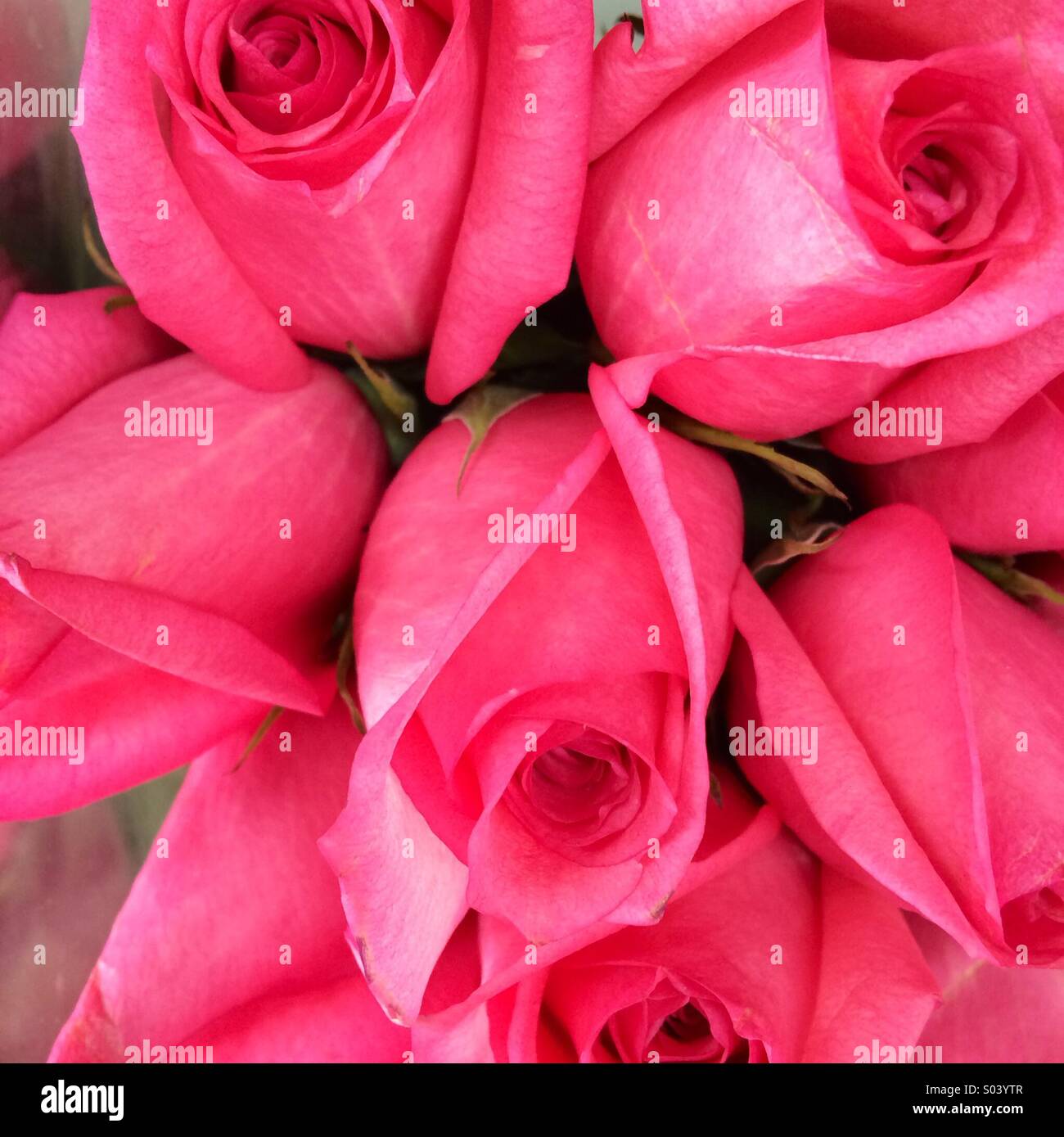 Fresh roses hi-res stock photography and images - Alamy