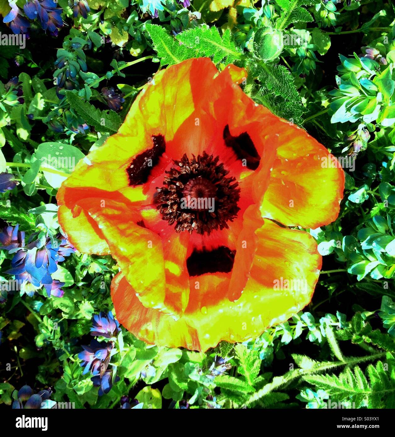 Poppy for rememberance hi-res stock photography and images - Alamy