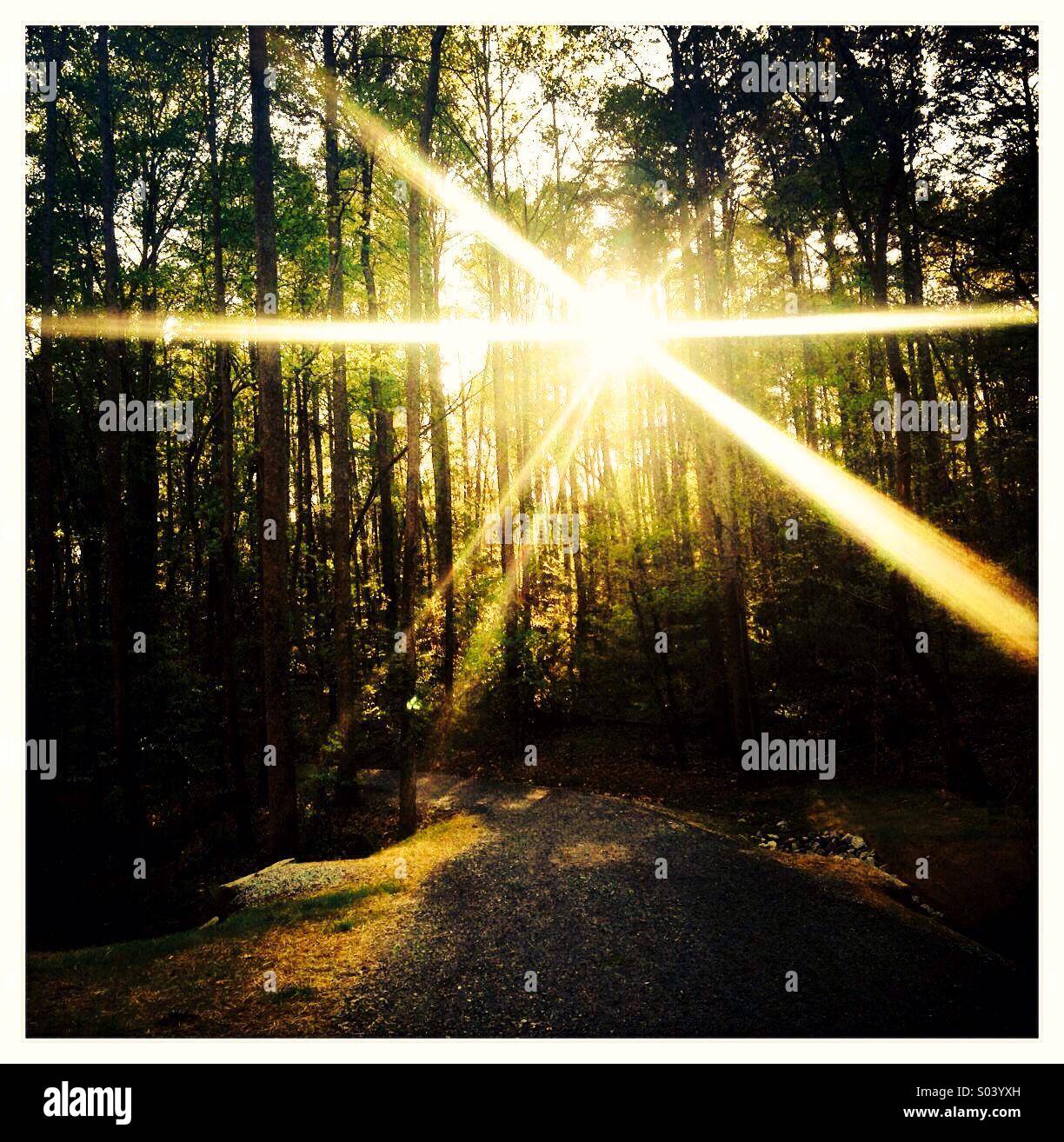 Sunlight coming through trees in the woods Stock Photo - Alamy
