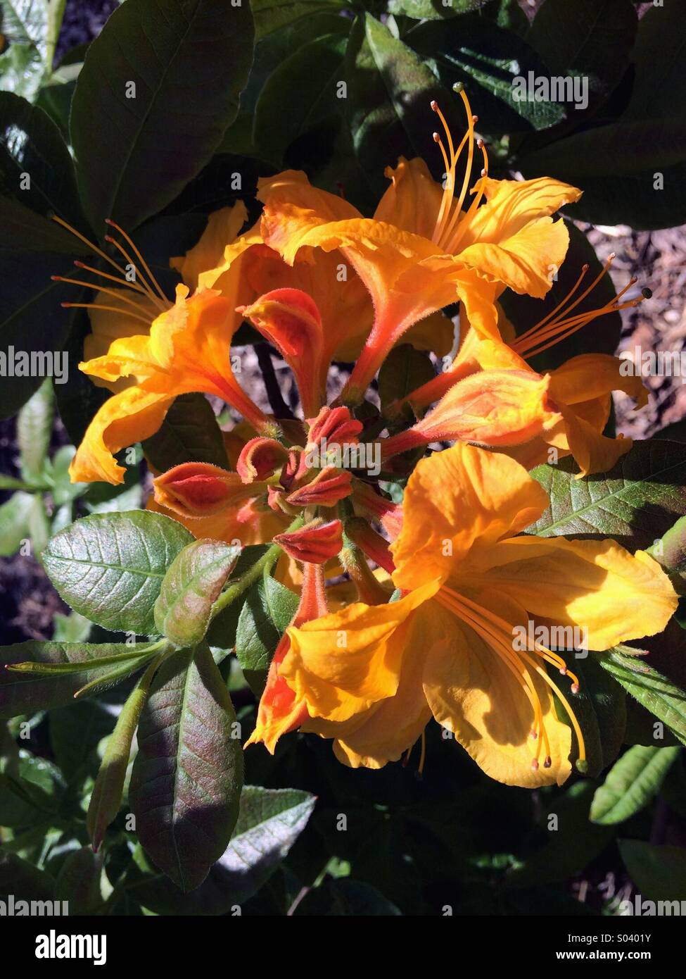 Orange Rhododendron in Bloom Stock Photo - Alamy