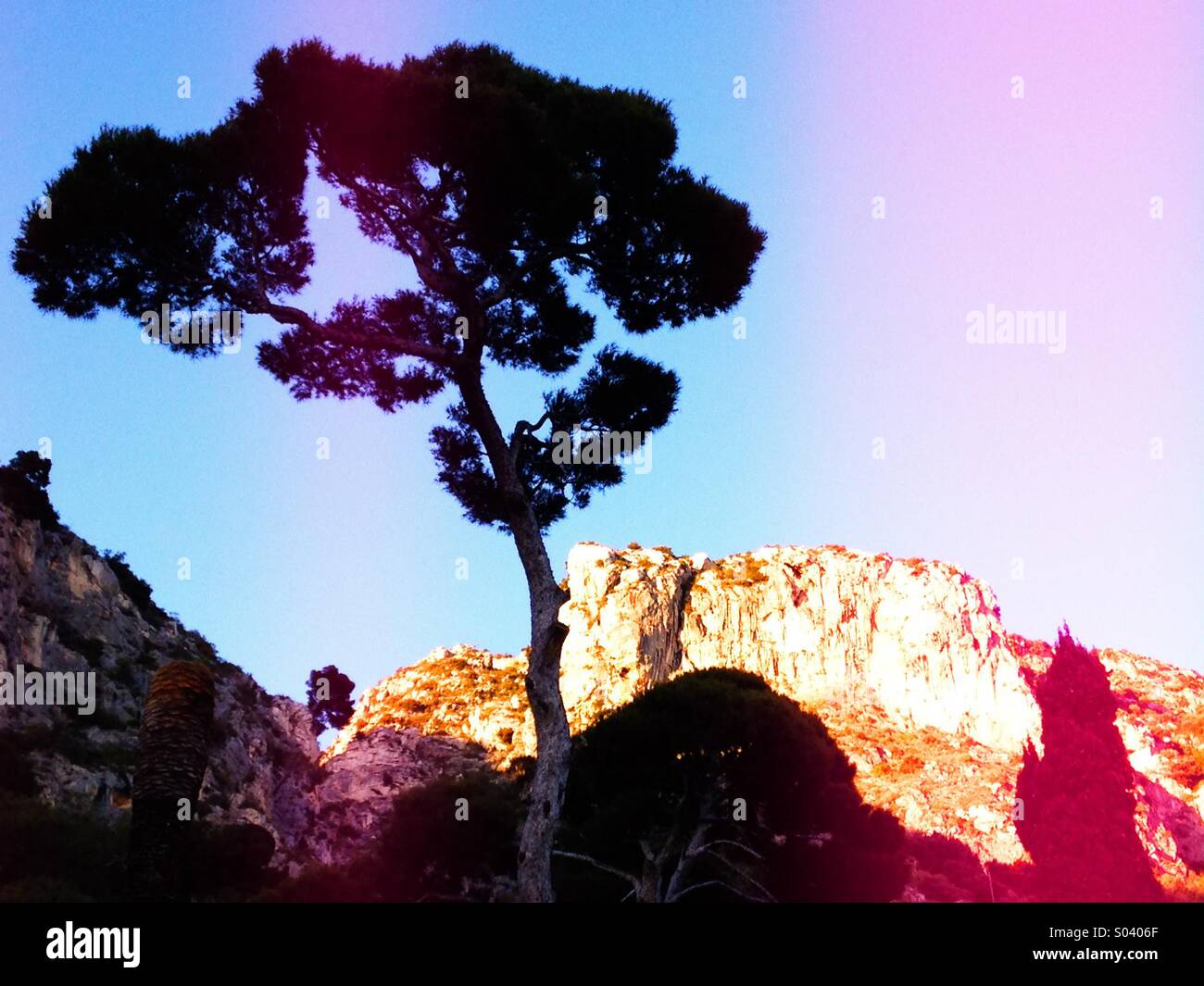 Parasol pine tree on a hill near the mountains of the French Riviera ...