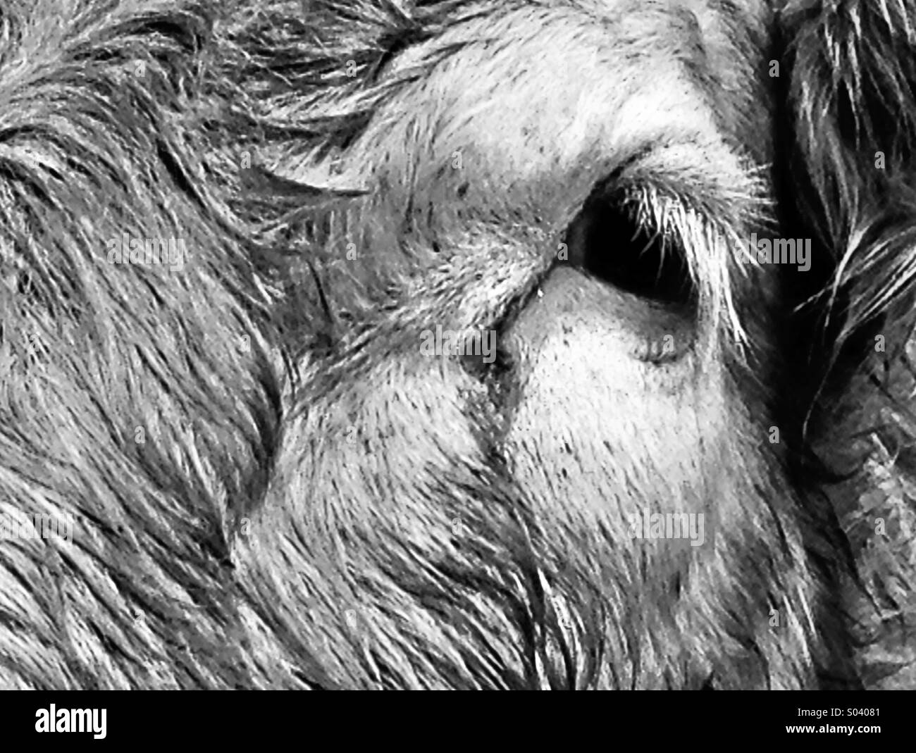 Cows eyelashes hi-res stock photography and images - Alamy