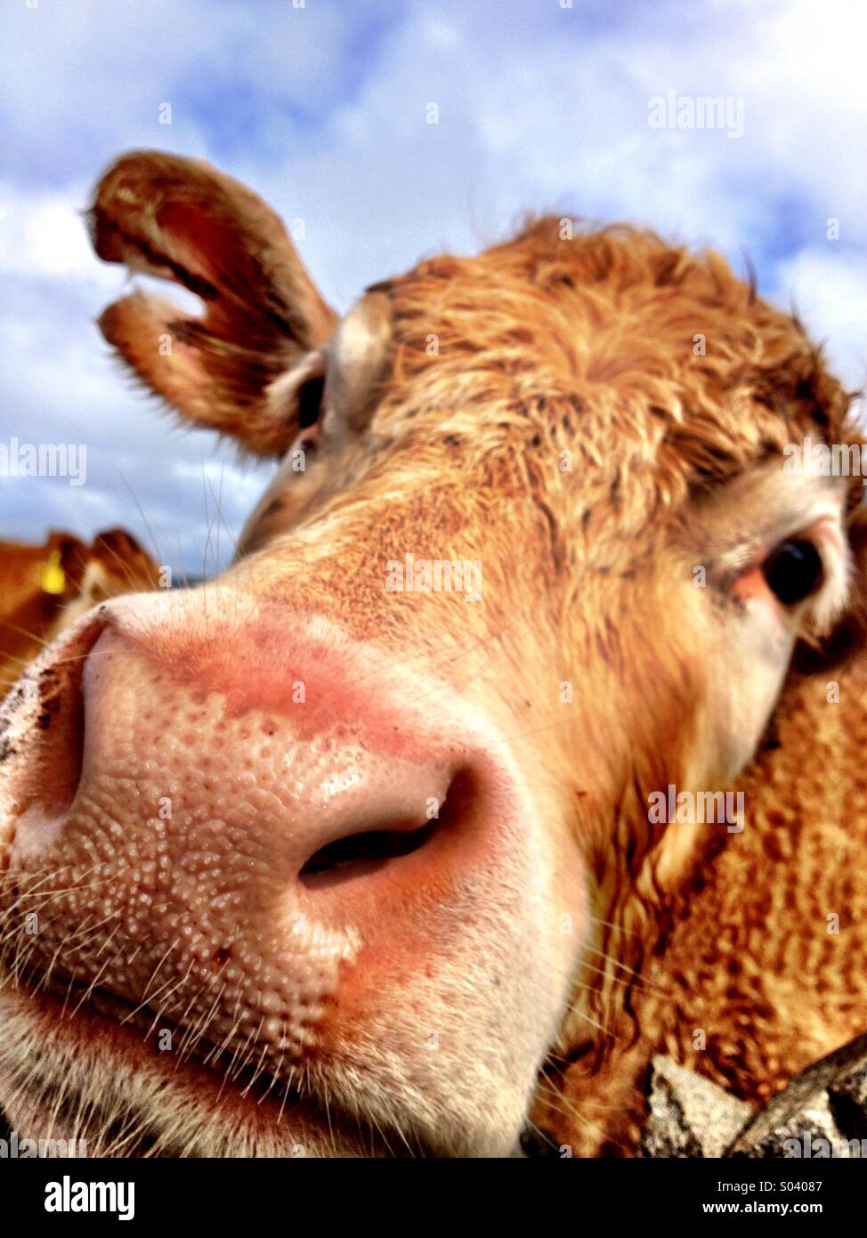 Nosey cows hi-res stock photography and images - Alamy