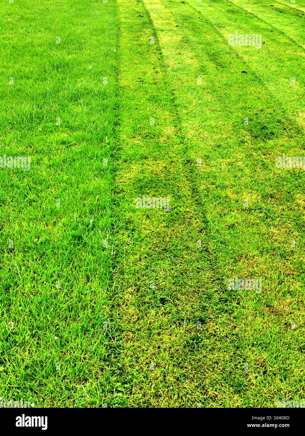 Stiped Lawn Background