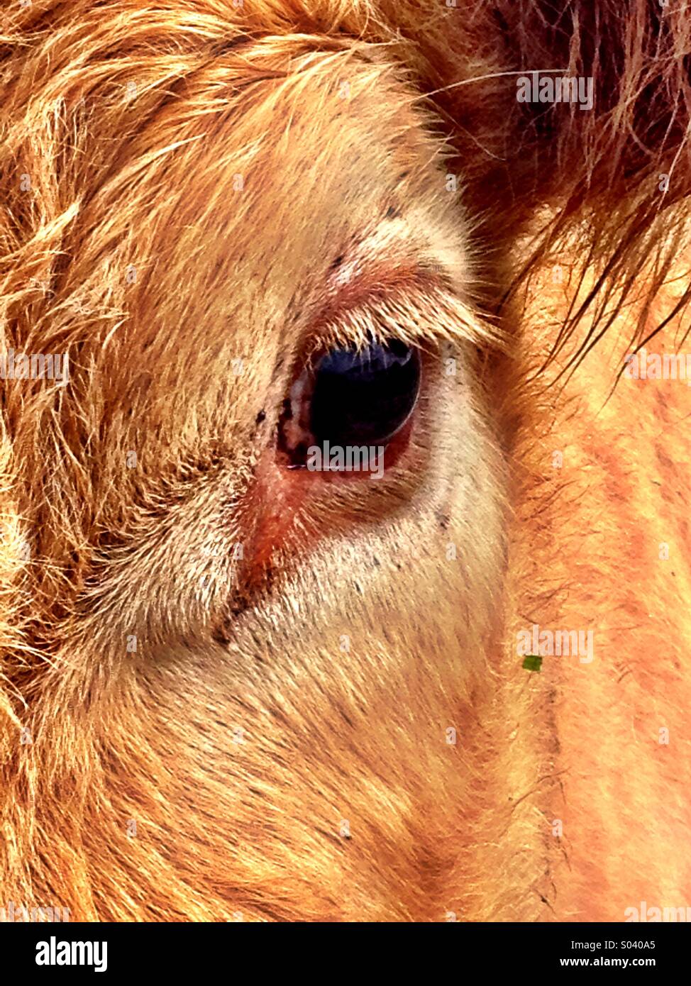 Cow eyelashes hi-res stock photography and images - Alamy