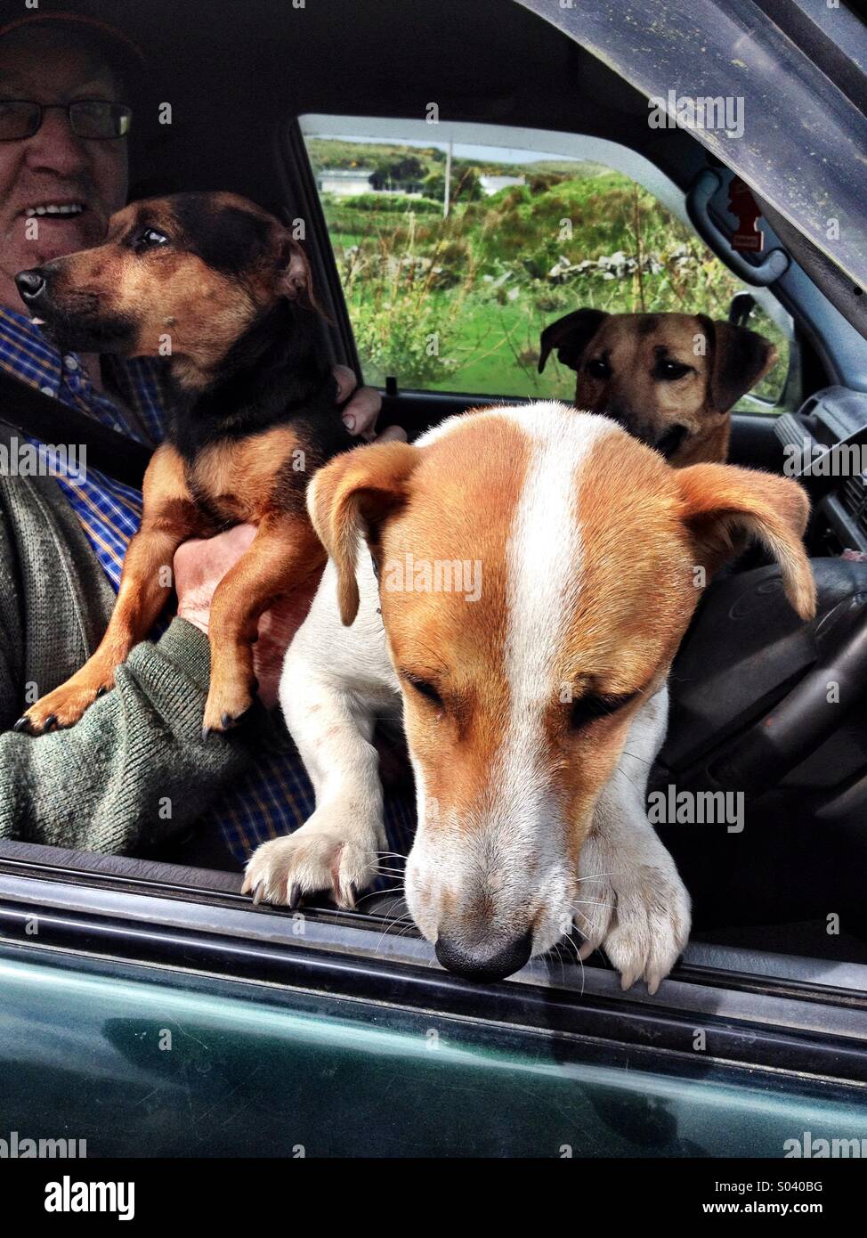 One man and his dogs Stock Photo - Alamy