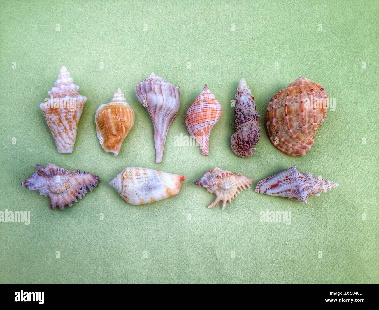 Assortment of seashells hi-res stock photography and images - Alamy