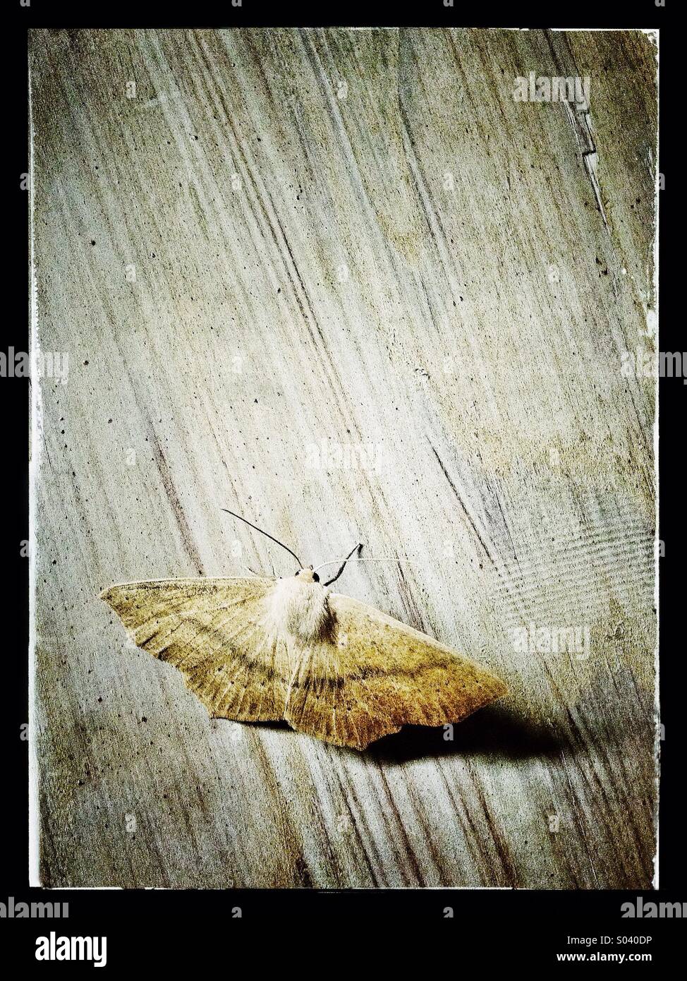 Delicate moth hi-res stock photography and images - Alamy