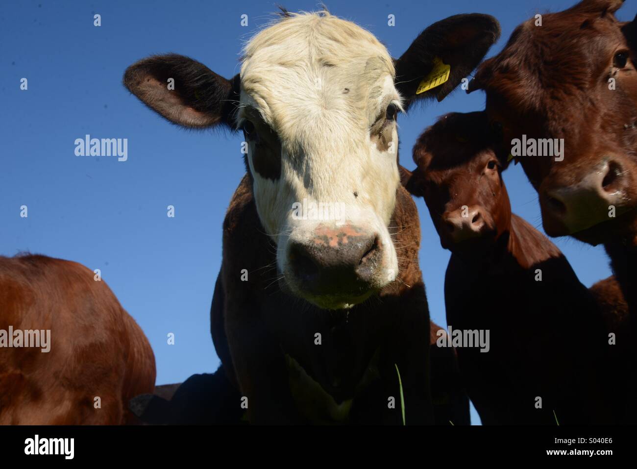 Cow with a blue sky background Stock Photo - Alamy