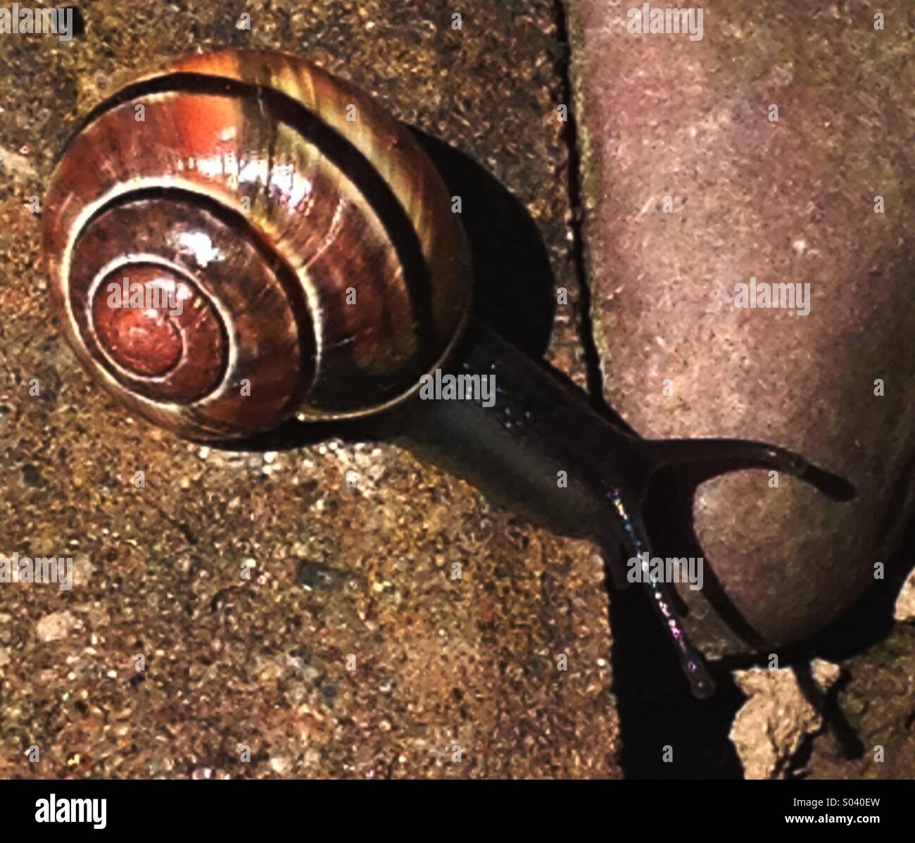 Body antennae hi-res stock photography and images - Alamy