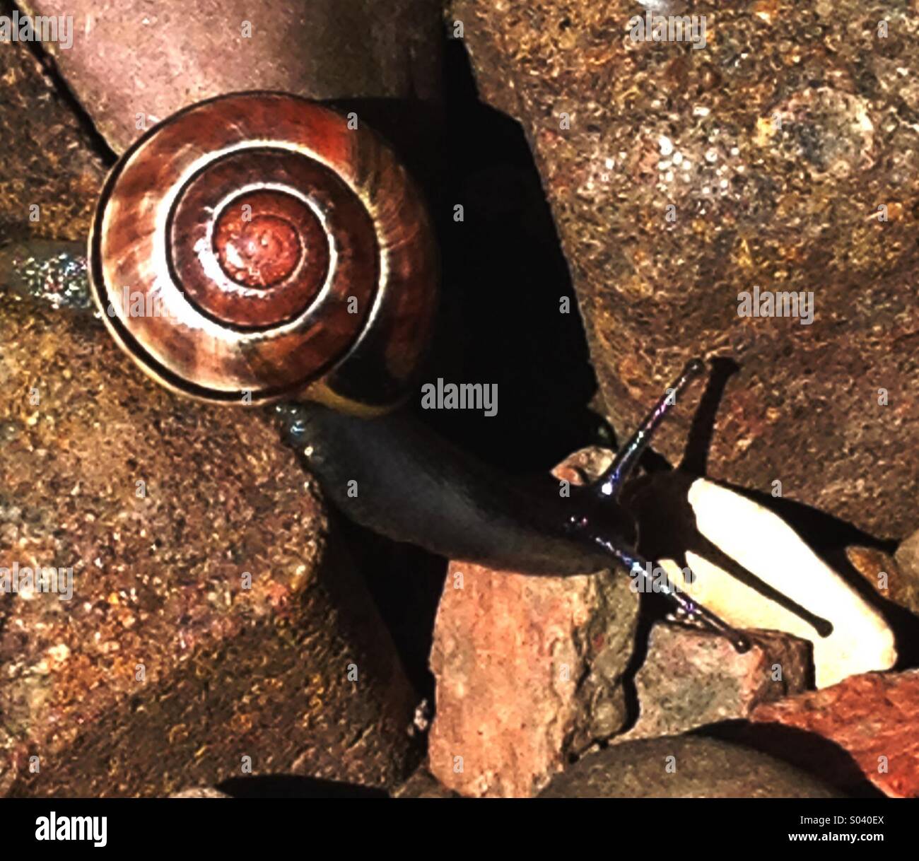 Antenna snail hi-res stock photography and images - Alamy