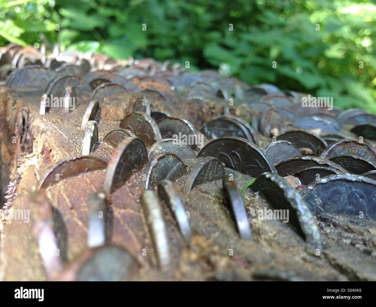Penny tree hi-res stock photography and images - Alamy