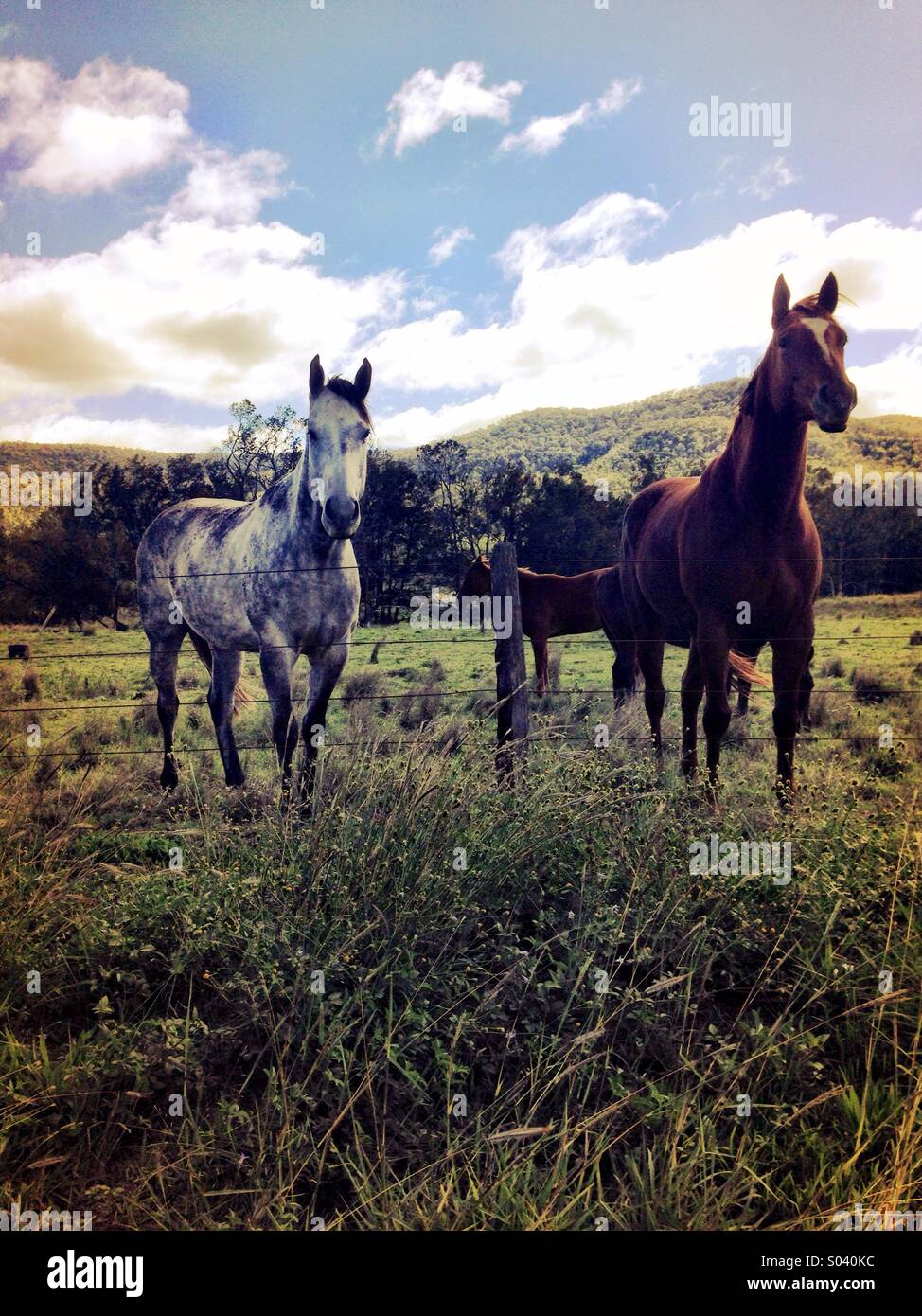 Horsing Around High Resolution Stock Photography and Images - Alamy