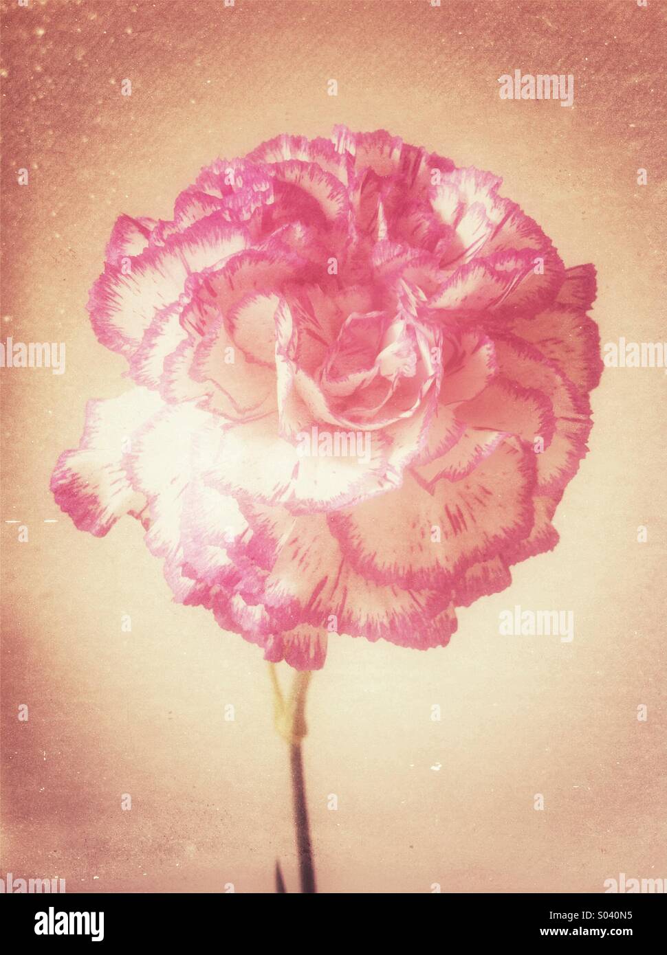 Carnation texture hi-res stock photography and images - Alamy