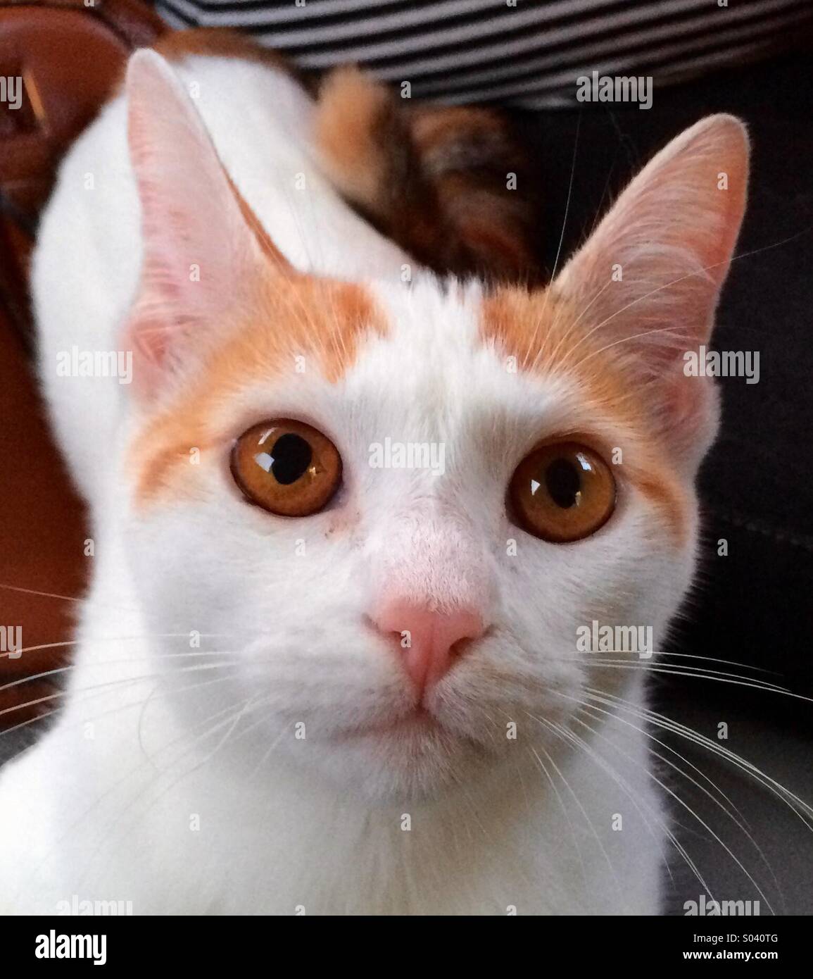 Copper eyes cat eyes hi-res stock photography and images - Alamy