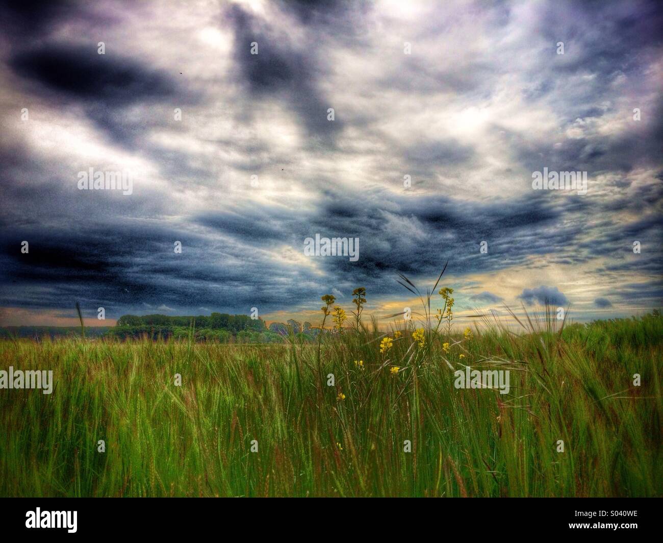 Cotswold field hi-res stock photography and images - Alamy