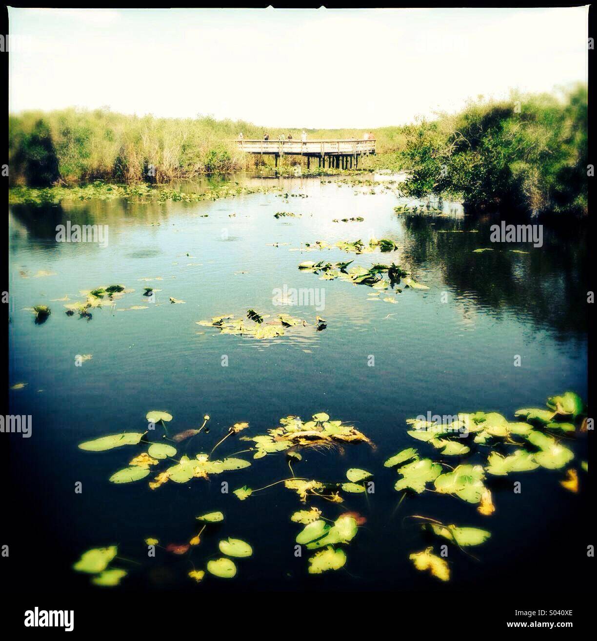 Swamp alligators florida hi-res stock photography and images - Alamy