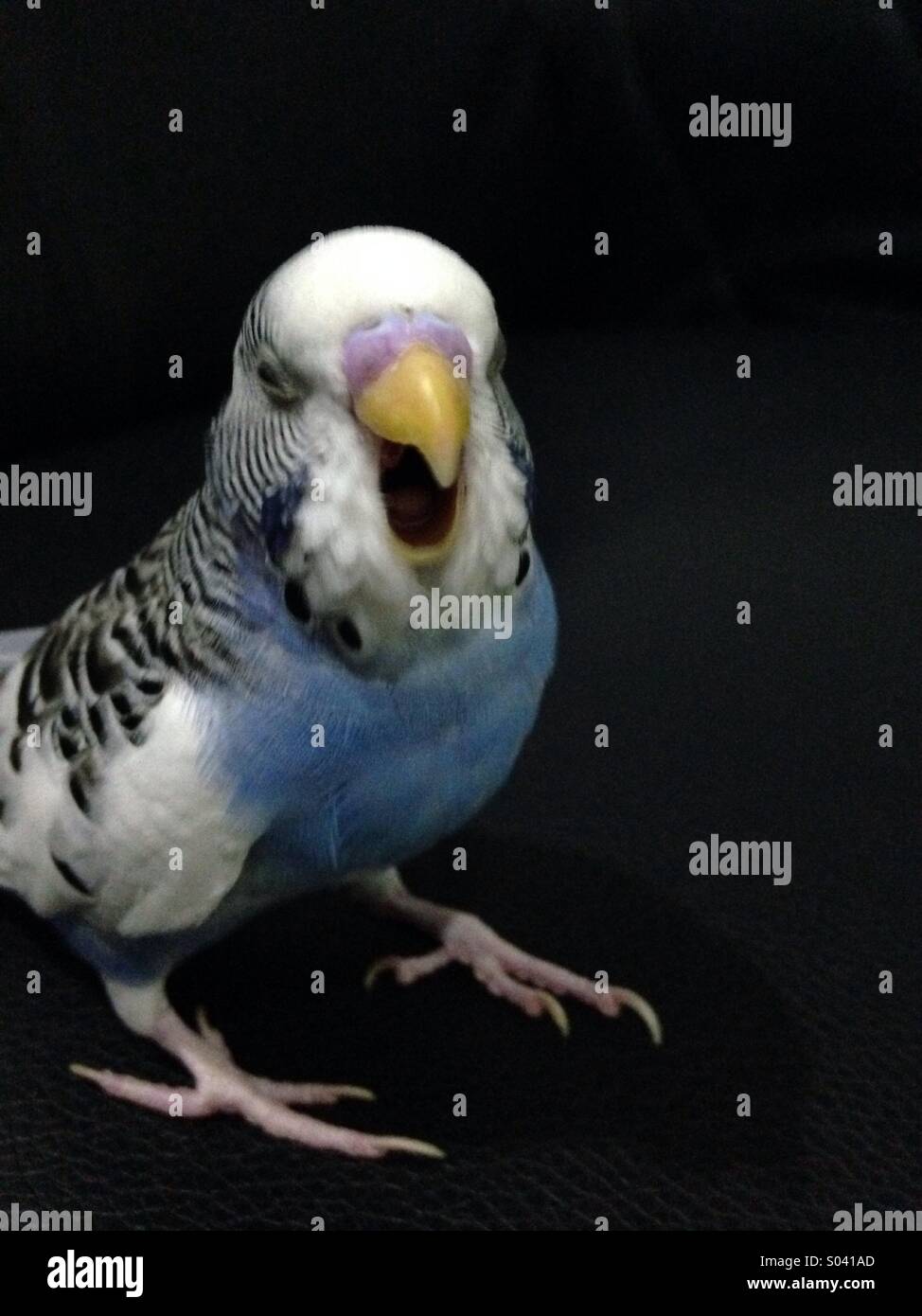 Happy bird hi-res stock photography and images - Alamy