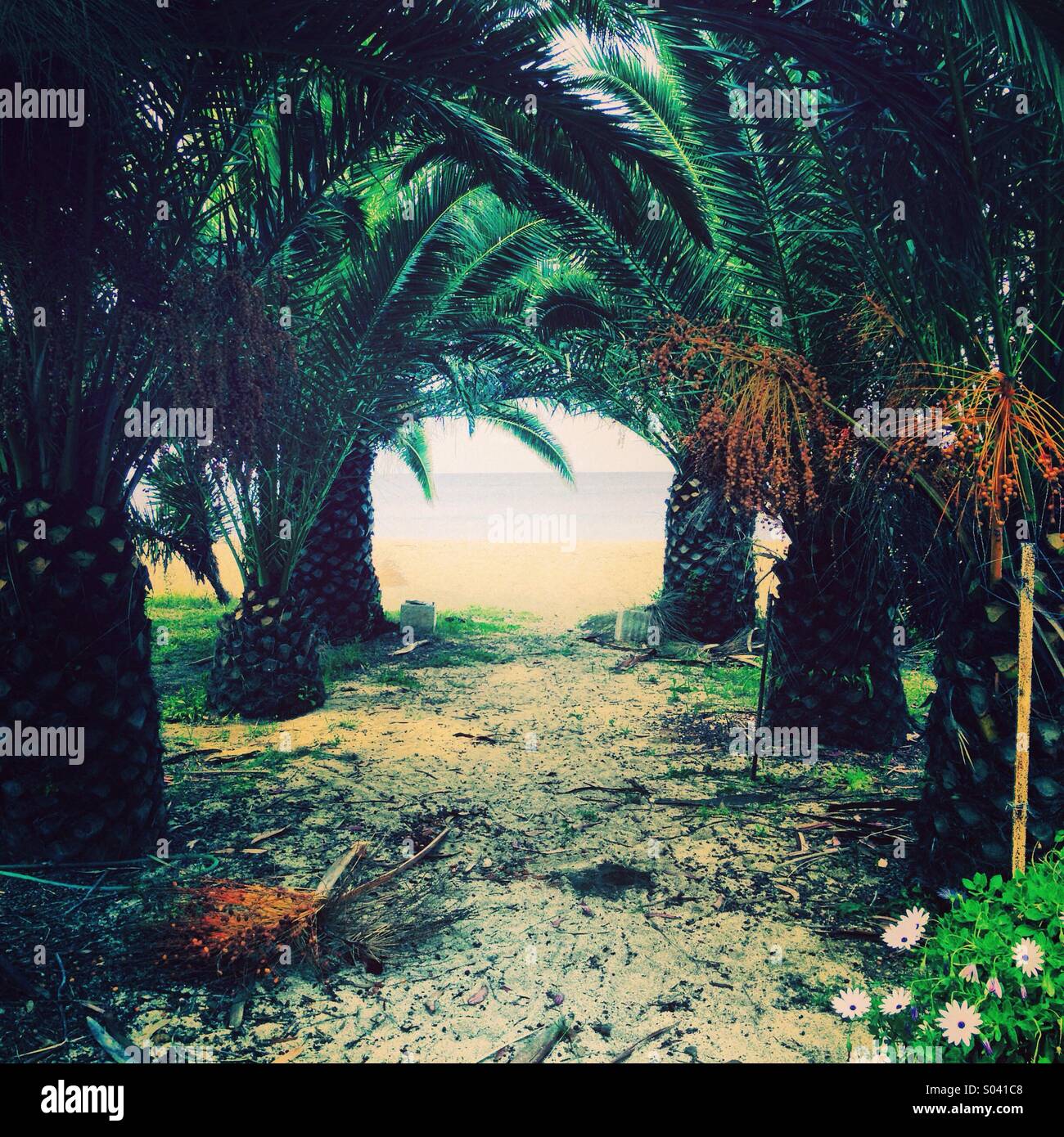 Alley palm trees hi-res stock photography and images - Alamy