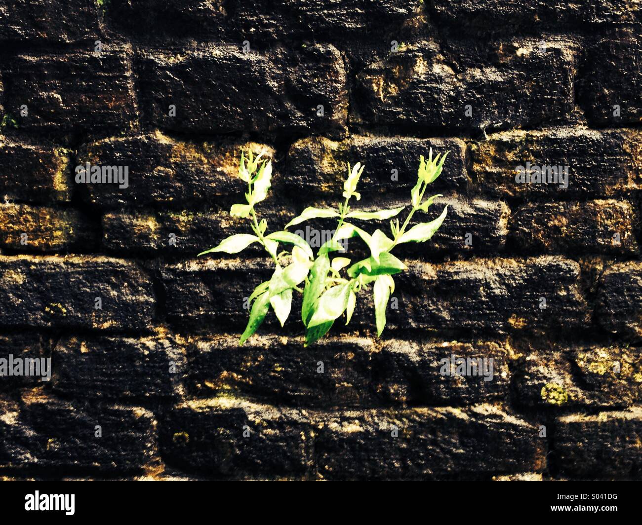 Weed texture hi-res stock photography and images - Alamy