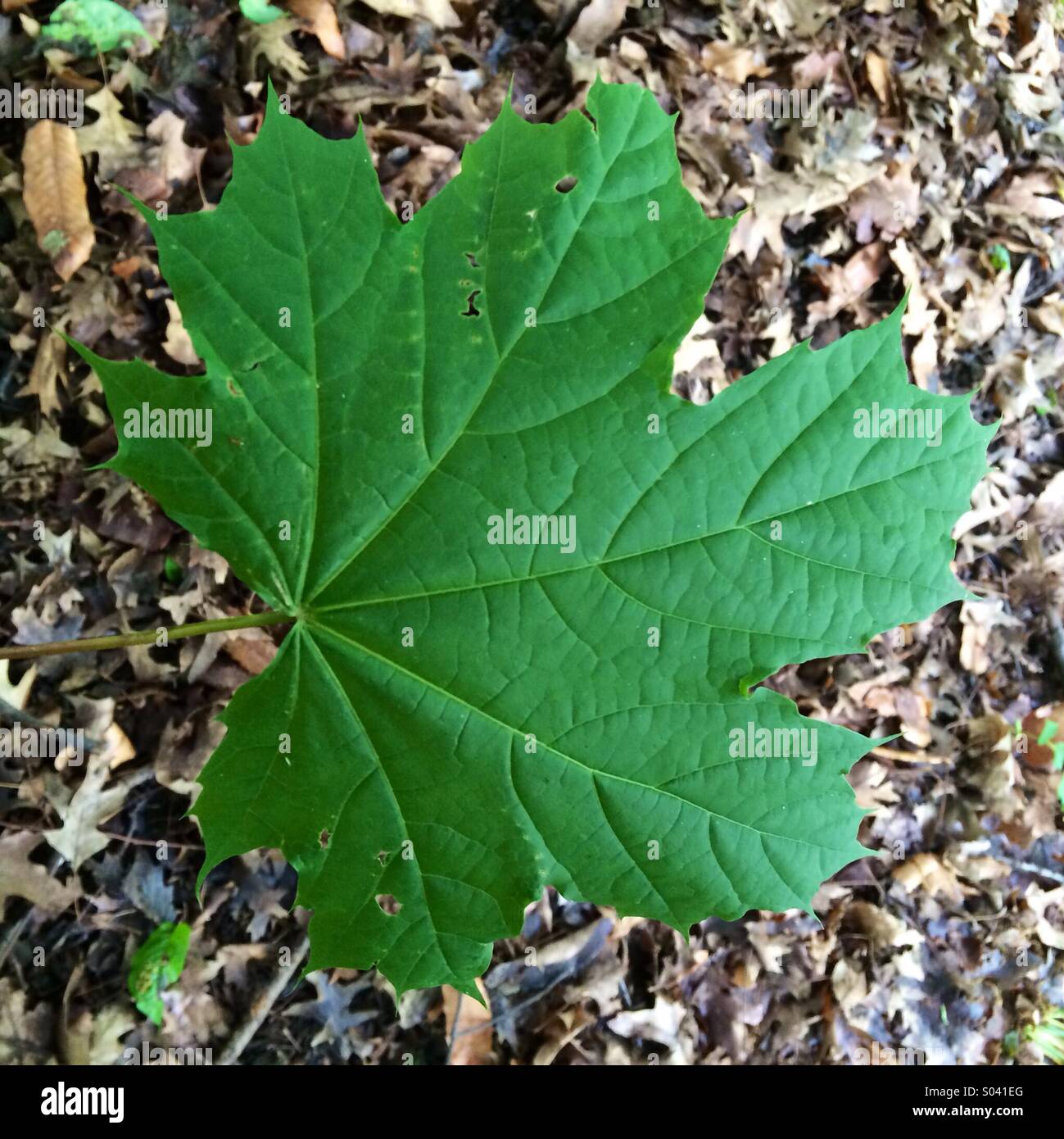 Species Of Maple High Resolution Stock Photography and Images - Alamy