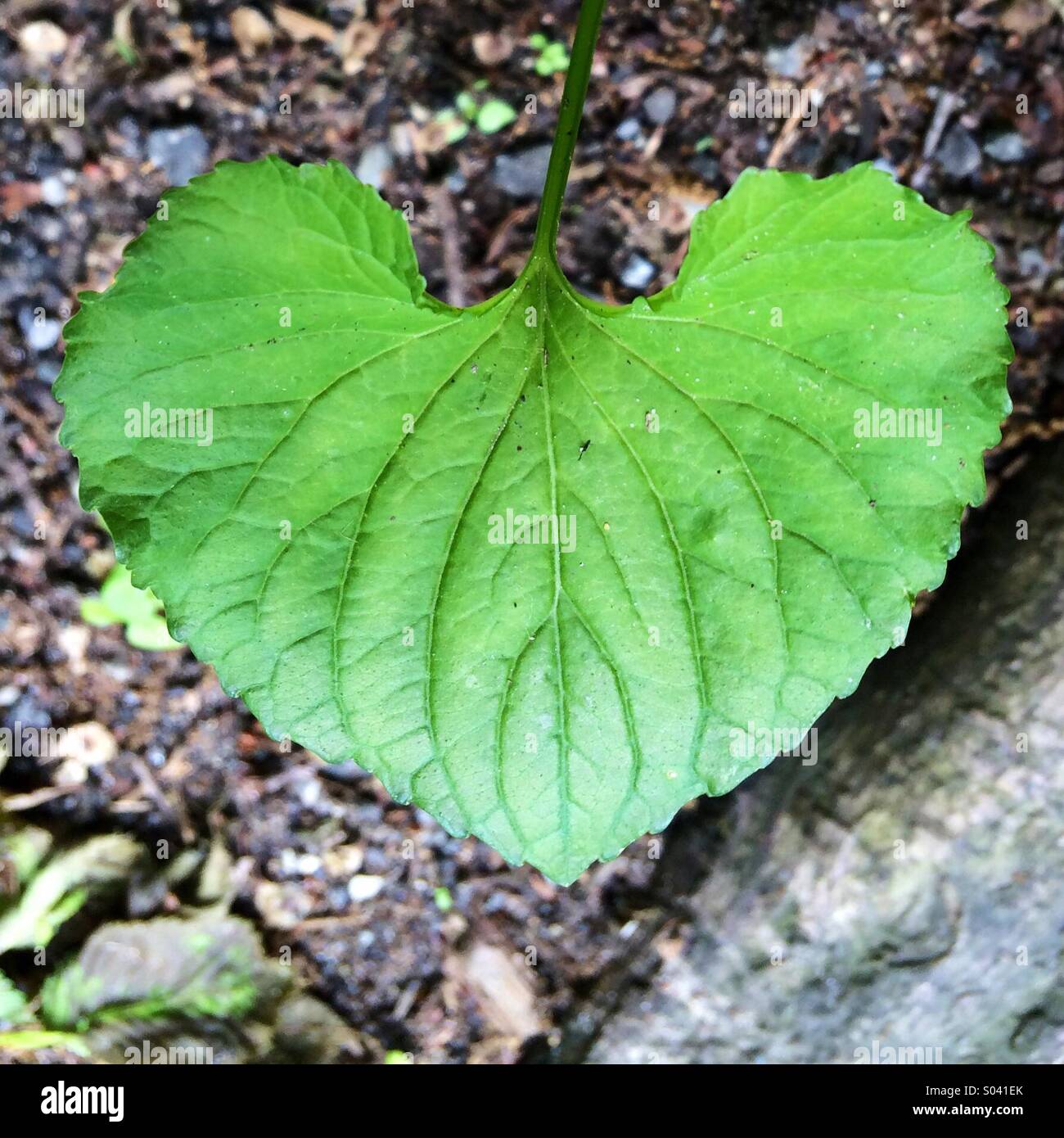 Fresh leaf hi-res stock photography and images - Alamy