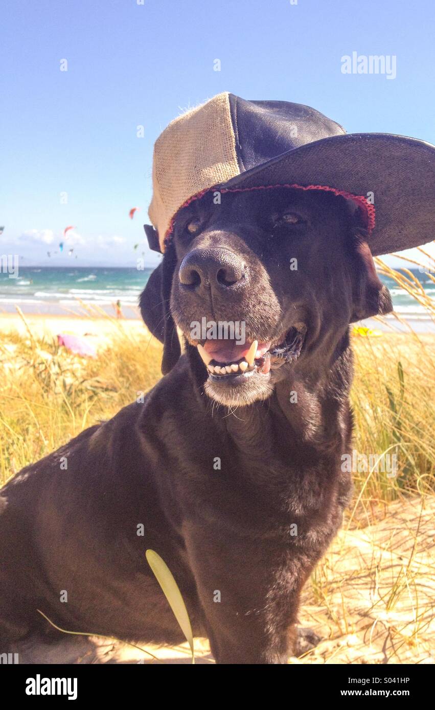 Funny labrador hi-res stock photography and images - Alamy