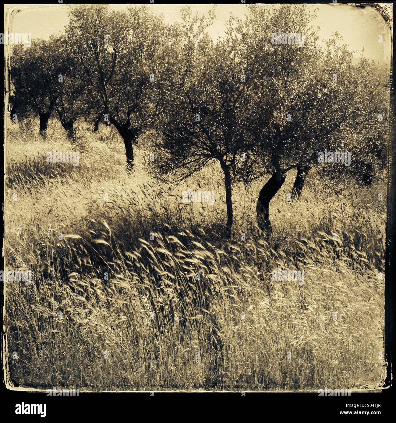 Landscape with olive trees in Umbria, Italy Stock Photo - Alamy
