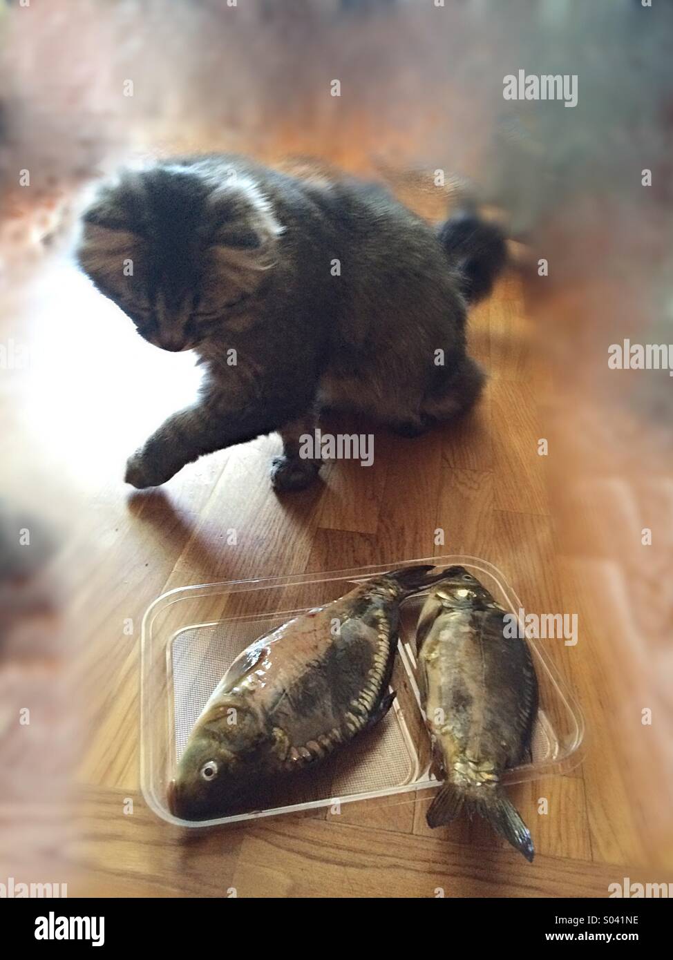 Cat is ready for lunch Stock Photo - Alamy