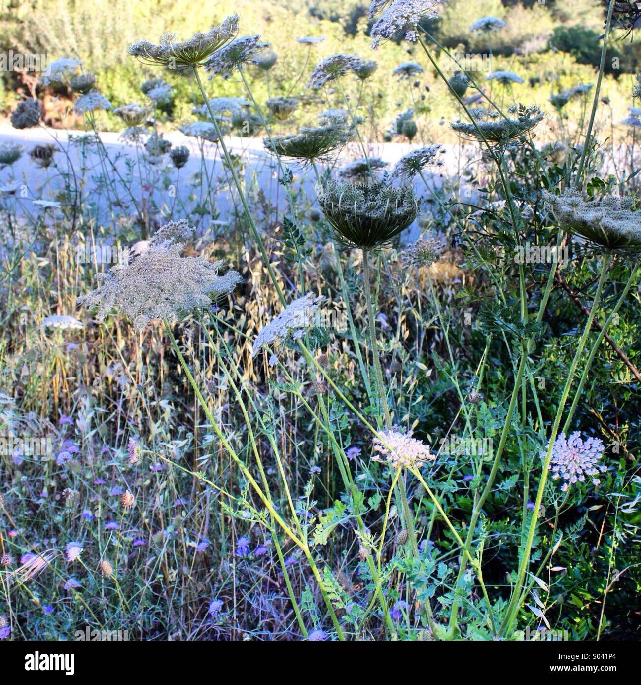 Hedgerow white flowers hi-res stock photography and images - Alamy