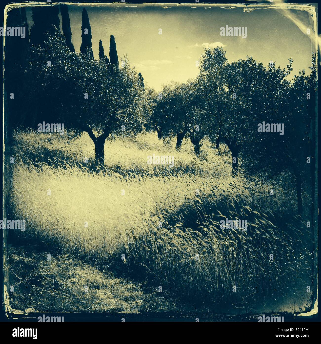 Landscape with olive trees in Umbria, Italy Stock Photo - Alamy