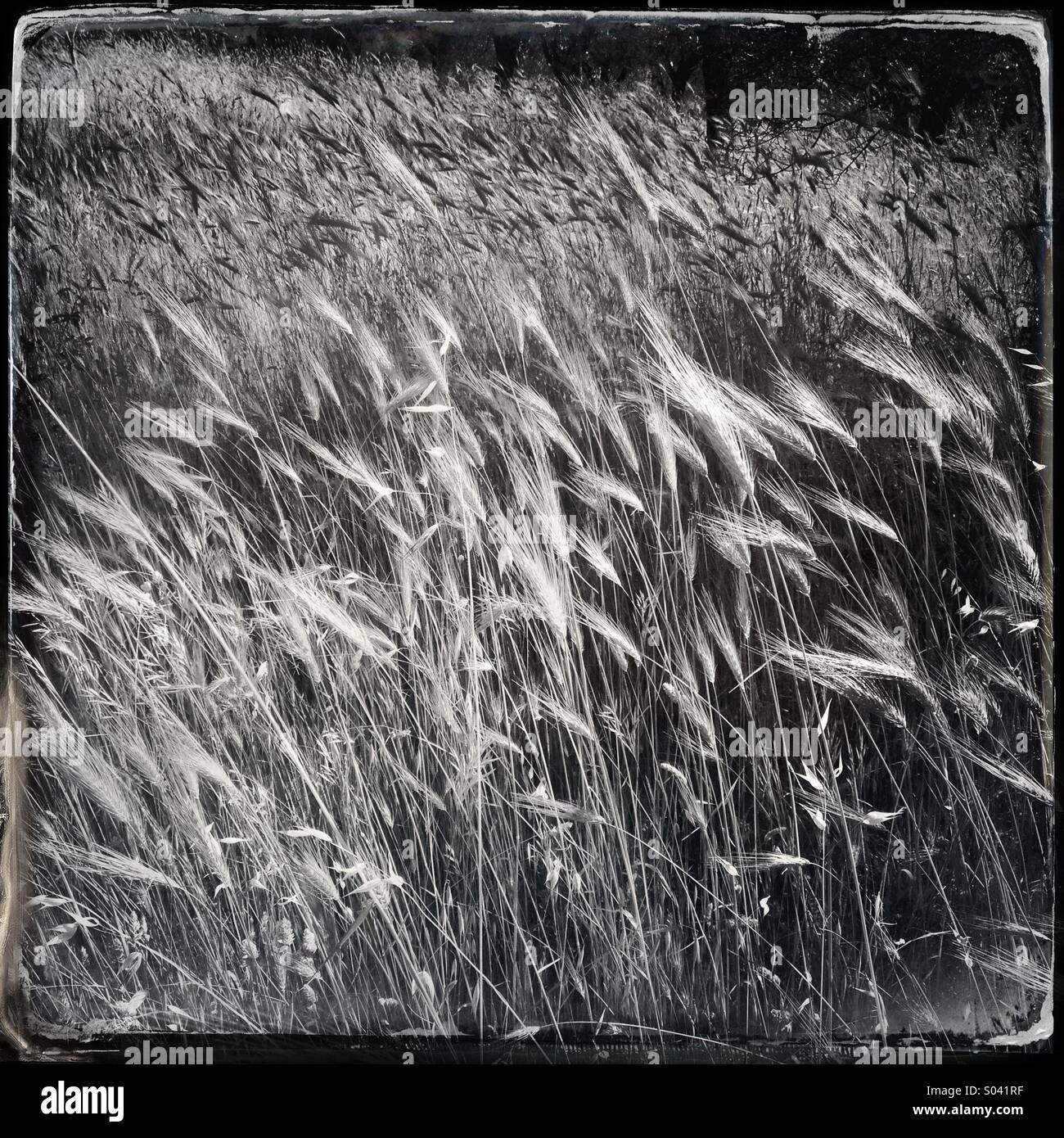 Grass italy hi-res stock photography and images - Alamy