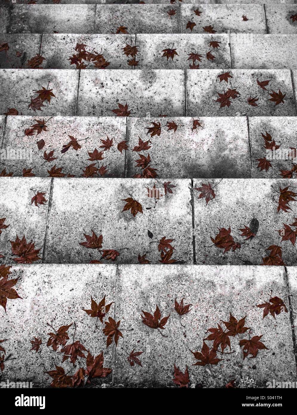 Step of Leaves Stock Photo - Alamy