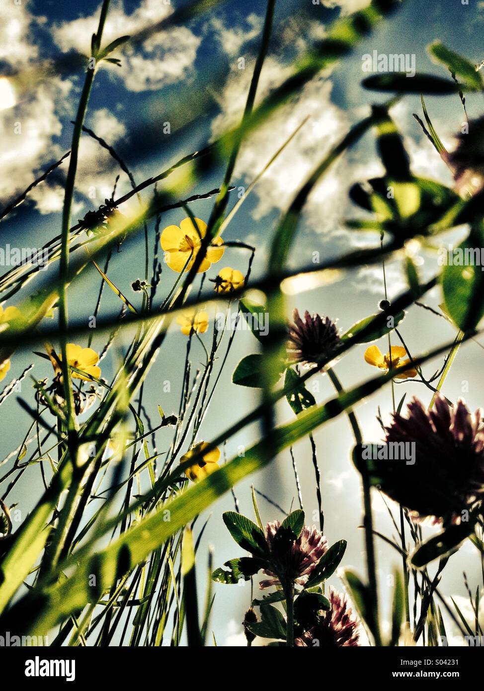 Climate change flowers hi-res stock photography and images - Alamy