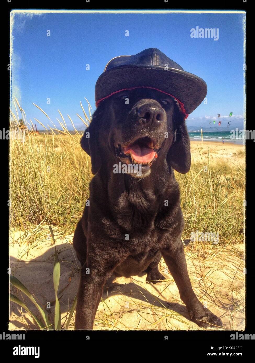 Funny labrador hi-res stock photography and images - Alamy