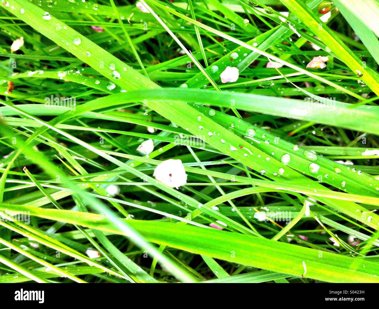 Dew grass field hi-res stock photography and images - Alamy