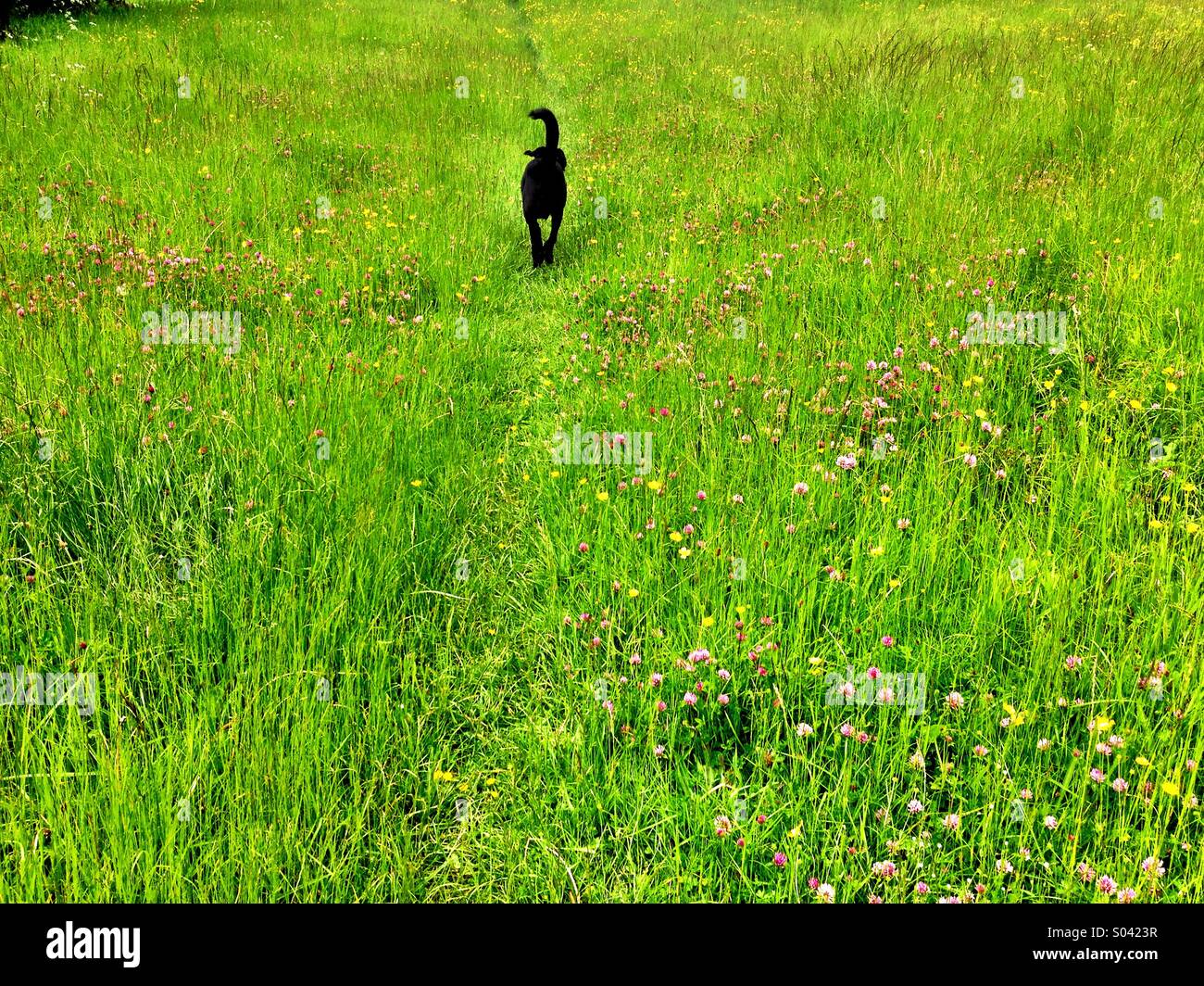 English meadow path hi-res stock photography and images - Alamy