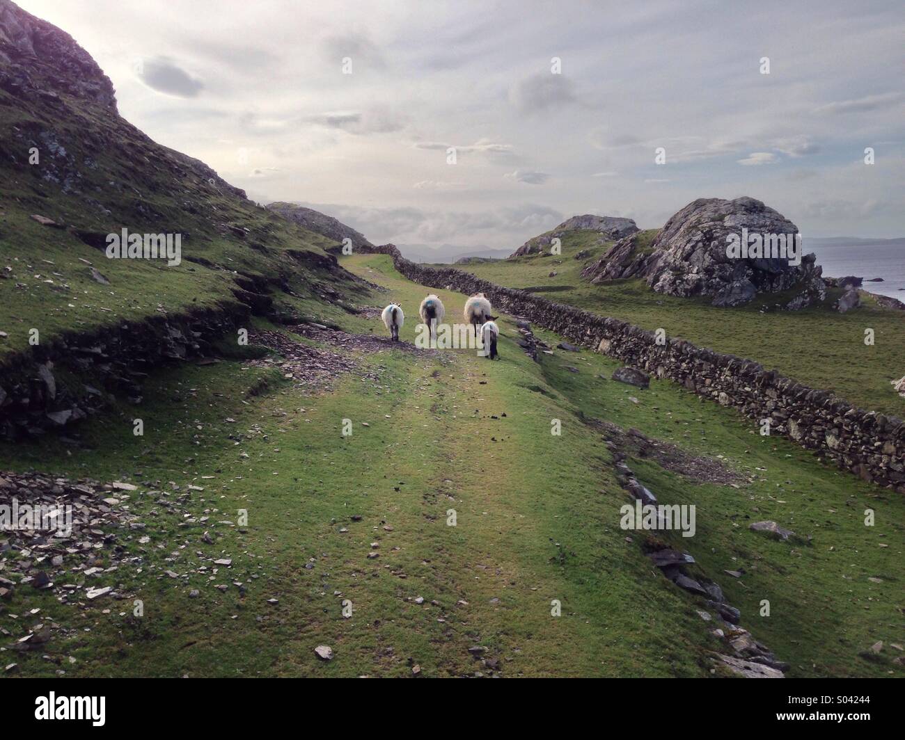 Rush Hour Ireland, sheep walking along a trail on the Island of ...