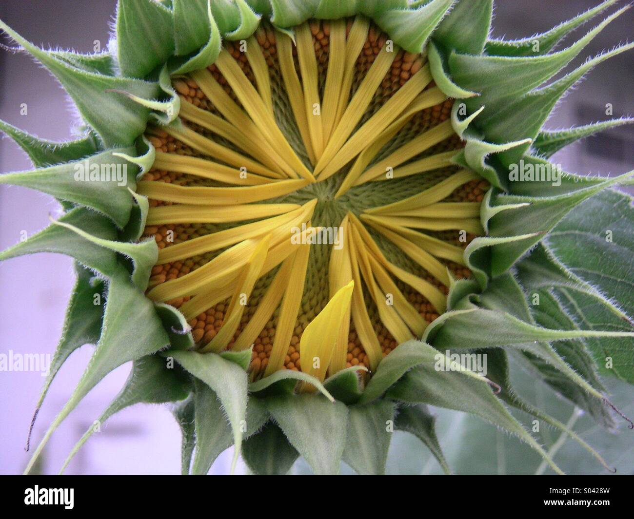 The inner life of plants Stock Photo - Alamy