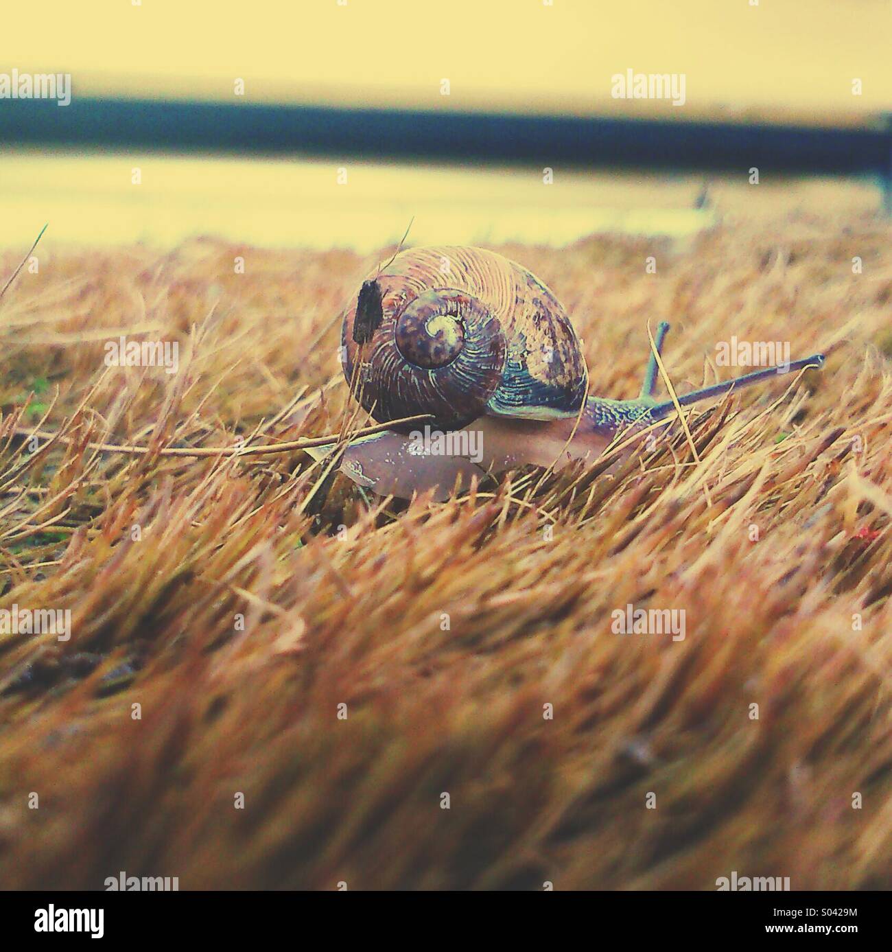 Action shot of a snail in motion Stock Photo - Alamy
