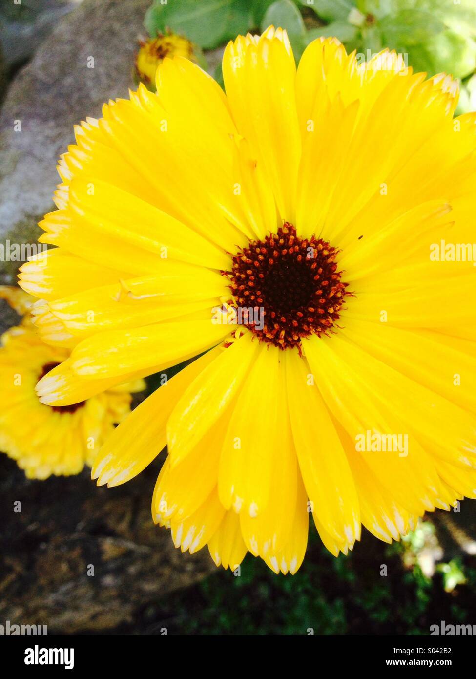 Vivid yellow flower hi-res stock photography and images - Alamy