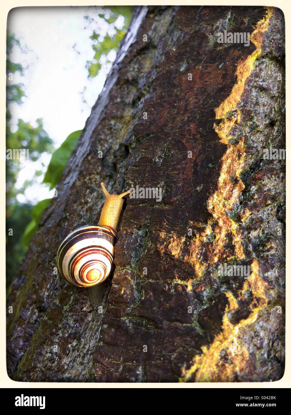 Snail crawling slowly up a tree trunk Stock Photo - Alamy