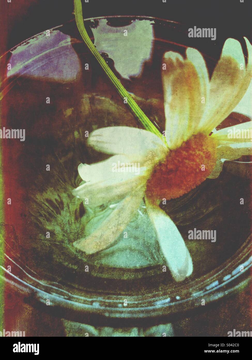 Daisy flower in water Stock Photo - Alamy