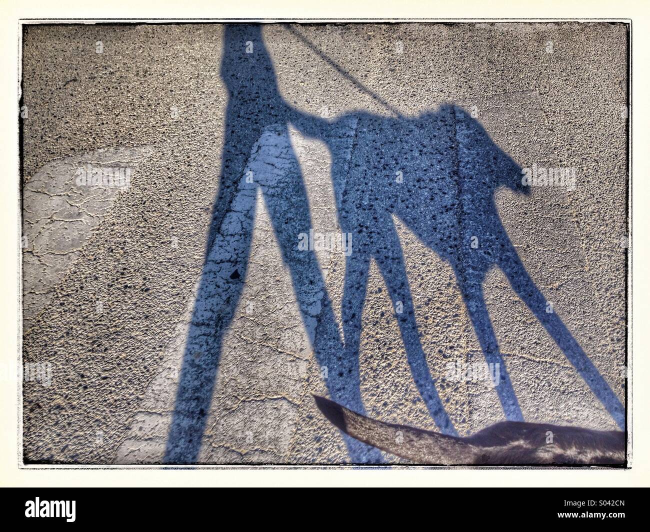 Man dog crossing road hi-res stock photography and images - Alamy