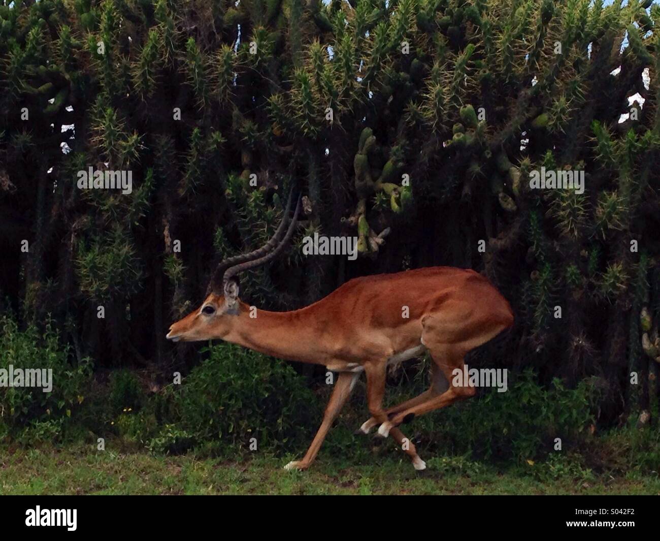 Gazelle running hi-res stock photography and images - Alamy