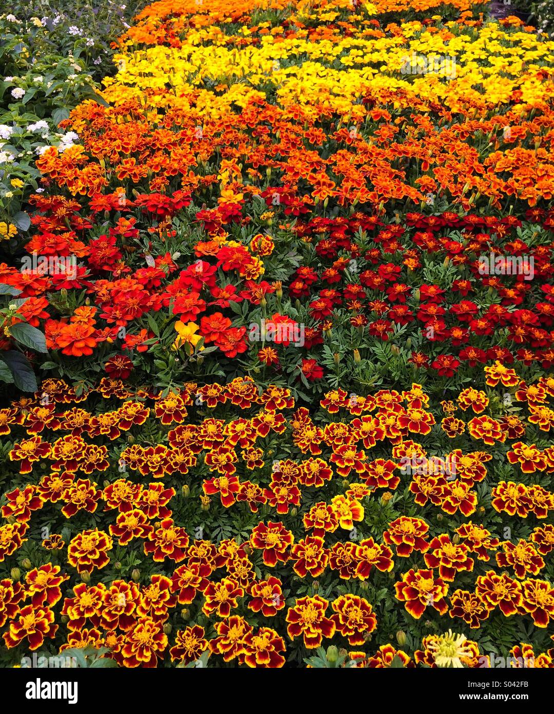 Rows of flowers Stock Photo - Alamy
