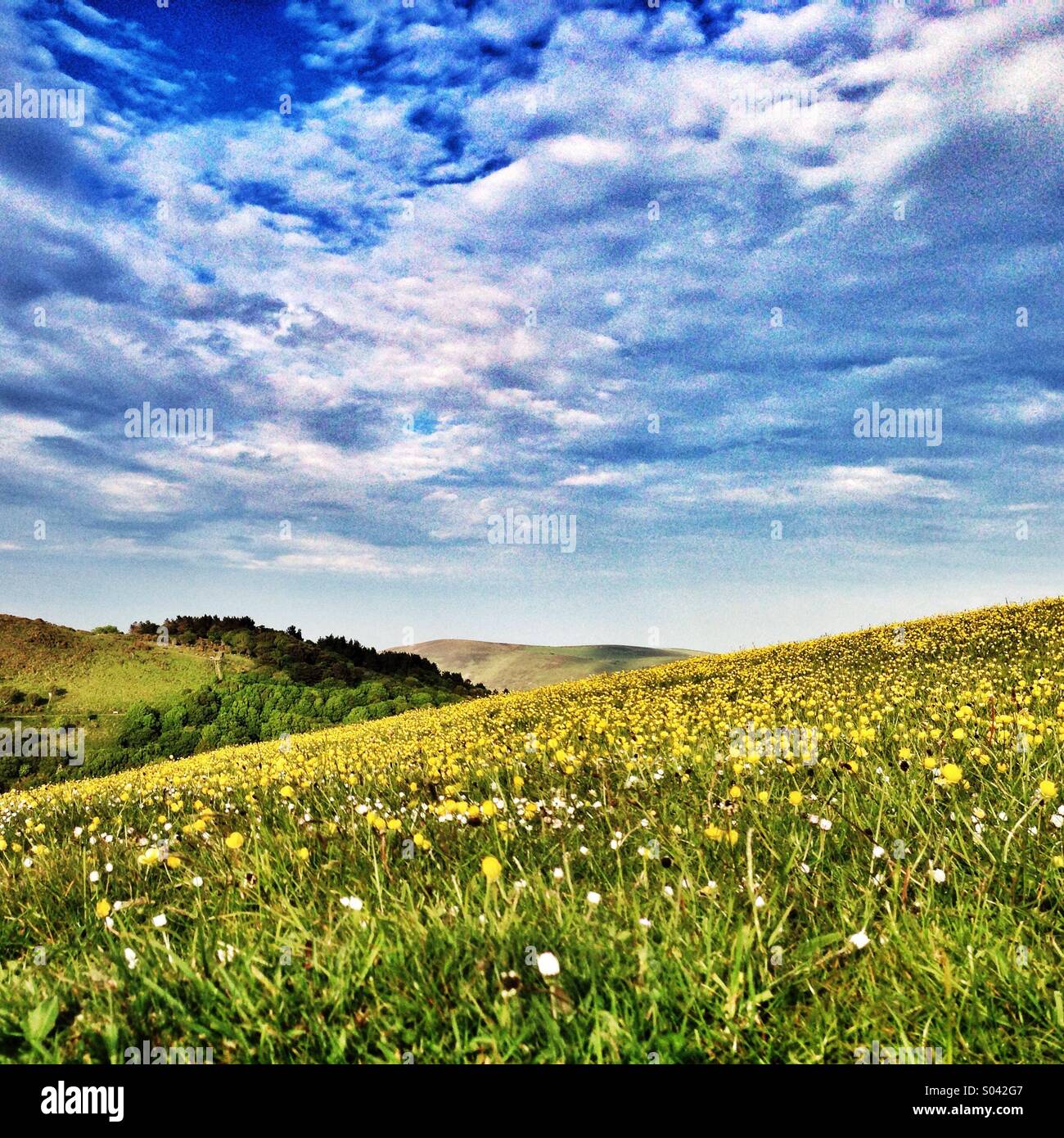 Rolling hills with spring flowers Stock Photo - Alamy