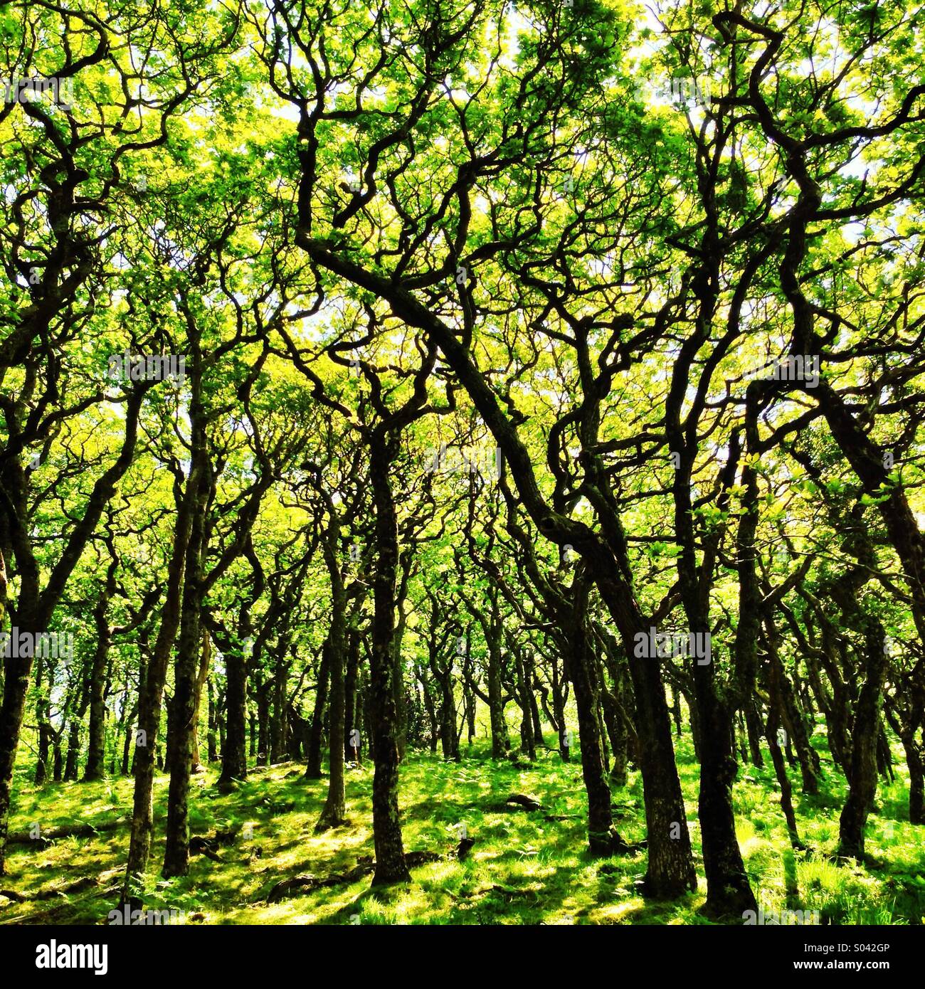 English oak woodland hi-res stock photography and images - Alamy